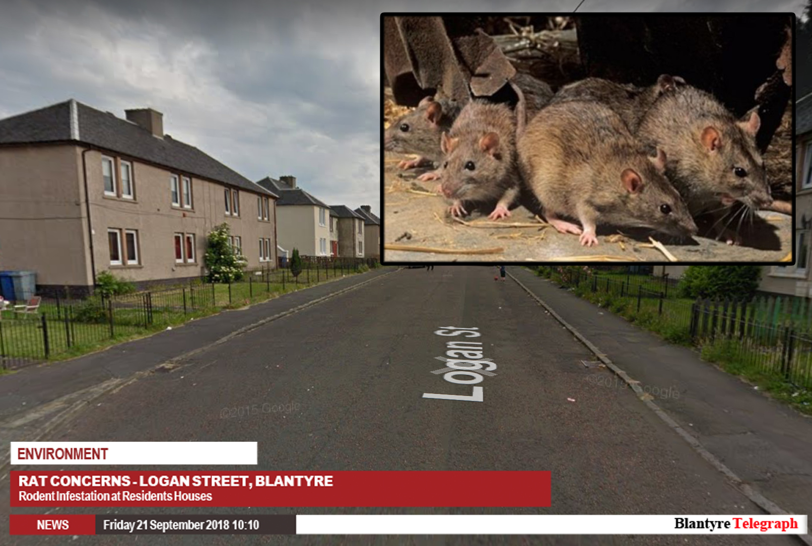 rats Blantyre Telegraph News for Blantyre Community Good causes