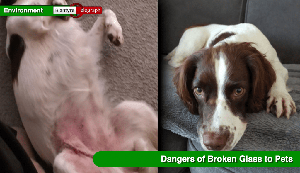 Broken Glass injuries - Blantyre Telegraph