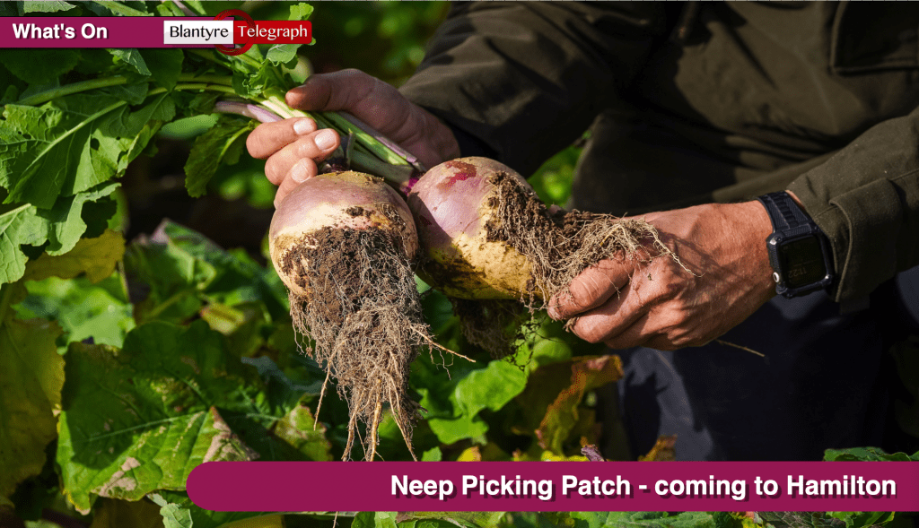 Neep Picking Patch - Blantyre Telegraph