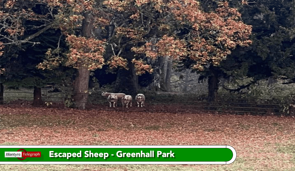 Escaped Sheep - Blantyre Telegraph
