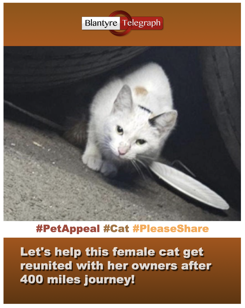 Help Reunite a Lost Cat with Her Owner - Blantyre Telegraph