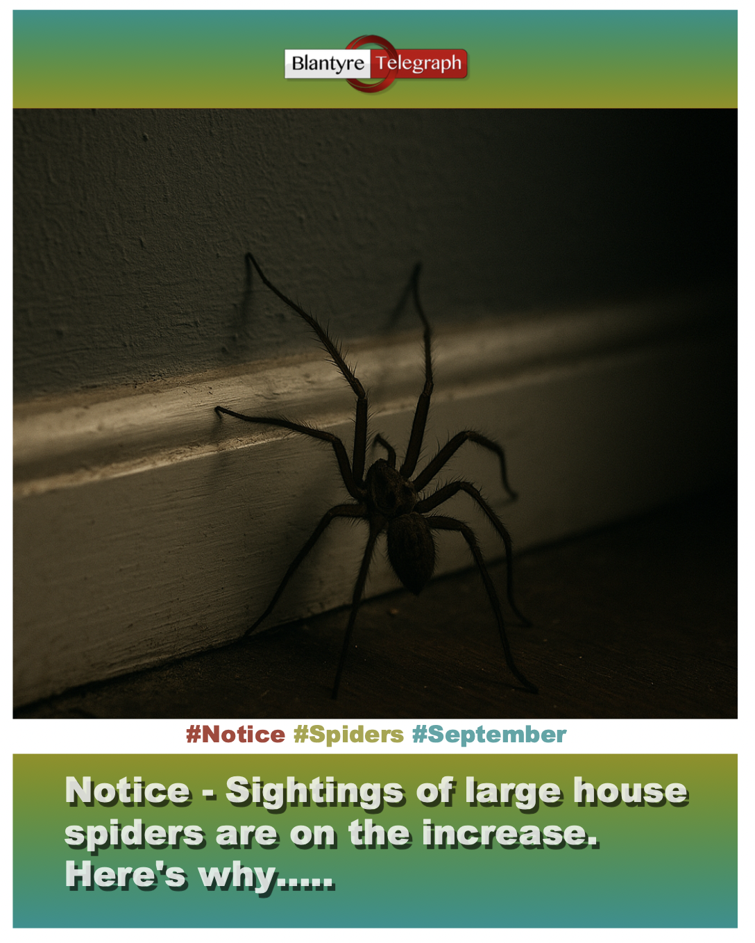 Spider Season Creeps In - Blantyre Telegraph